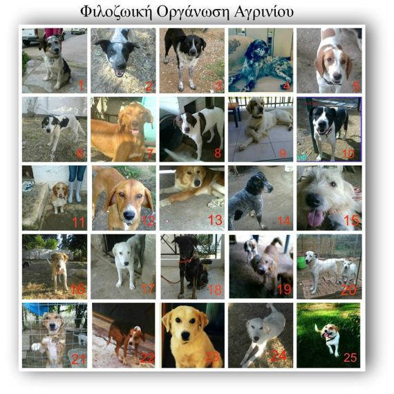 Πως μπορείτε να βοηθείσετε το έργο της Φιλοζωϊκής Οργάνωσης Αγρινίου ...