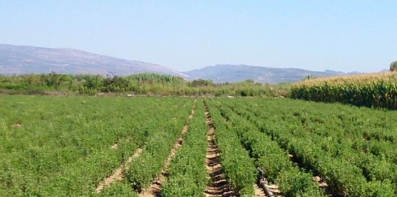 34 οι ενεργοί αγροτικοί συνεταιρισμοί στην Αιτωλοακαρνανία - ΑγρίνιοCulture